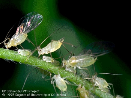 Los pulgones en el cultivo de alfalfa para semilla – Palo Verde SRL