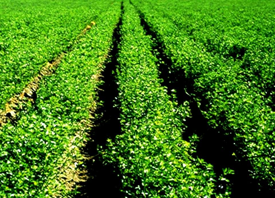 Principios claves en la producción de semilla de alfalfa – Palo Verde SRL